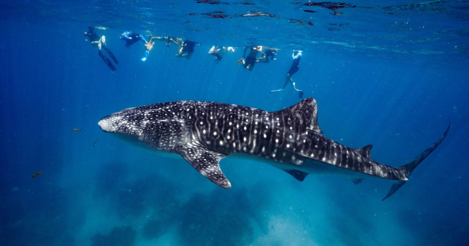 Swim with Whale Sharks in WA | Ningaloo Whale Shark Season